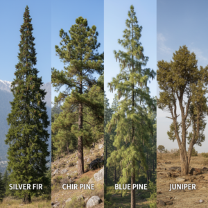 Full List of Trees of Jammu and Kashmir with MCQ's - JKSSB Edge